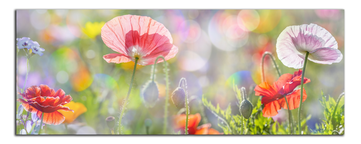 Panoramatický obraz Maky na lúke | Colorika.sk