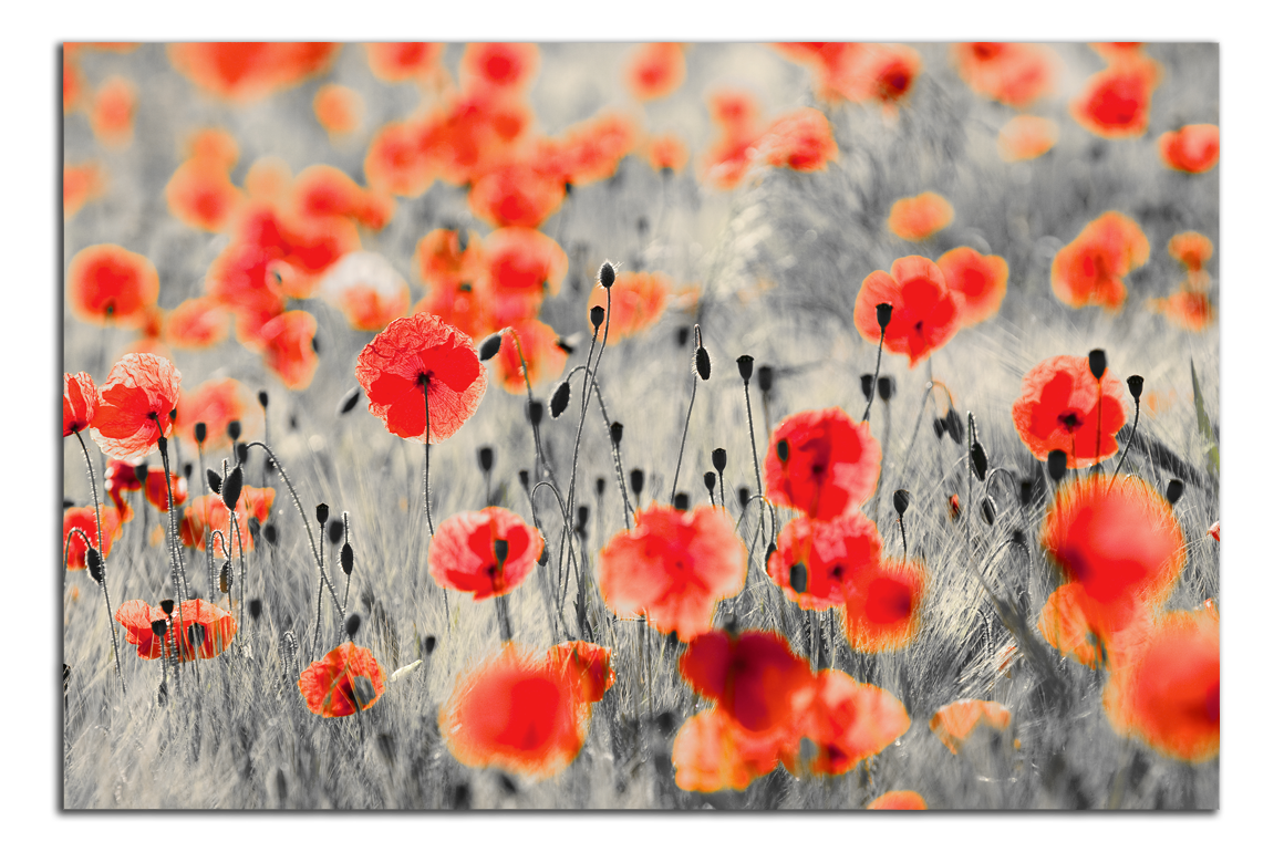 Obdĺžnikový obraz Maky na poli | Colorika.sk