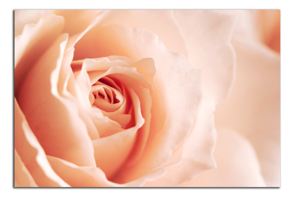 Obdĺžnikový obraz Ruža | Colorika.sk