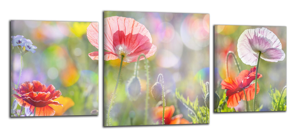 Panoramatický obraz Maky na lúke | Colorika.sk