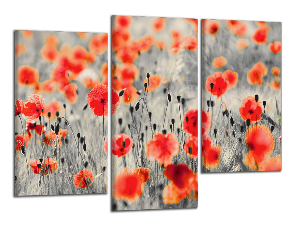 Obdĺžnikový obraz Maky na poli | Colorika.sk